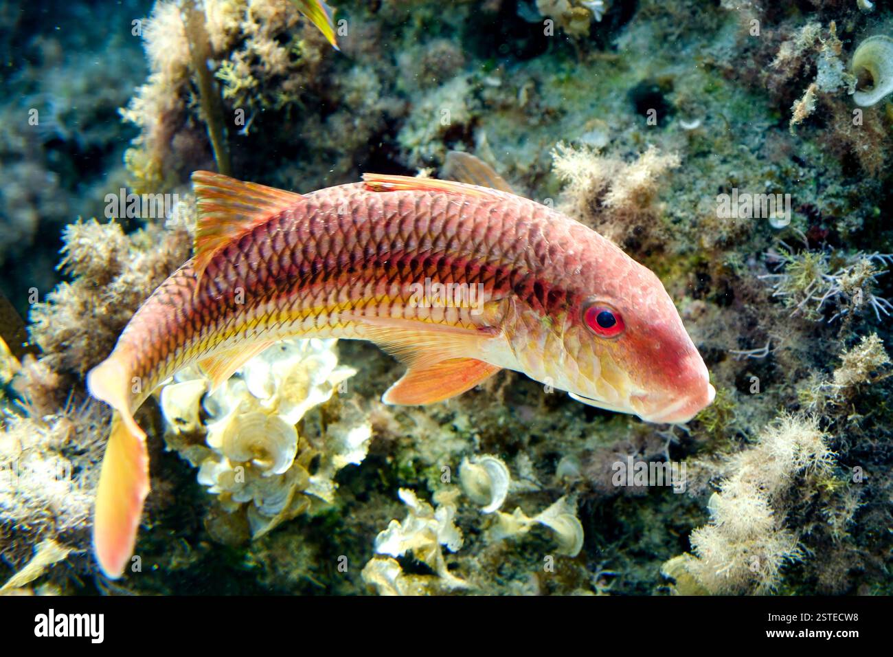 A vivid image of a Red mullet, Mullus barbatus, captured as it swims ...