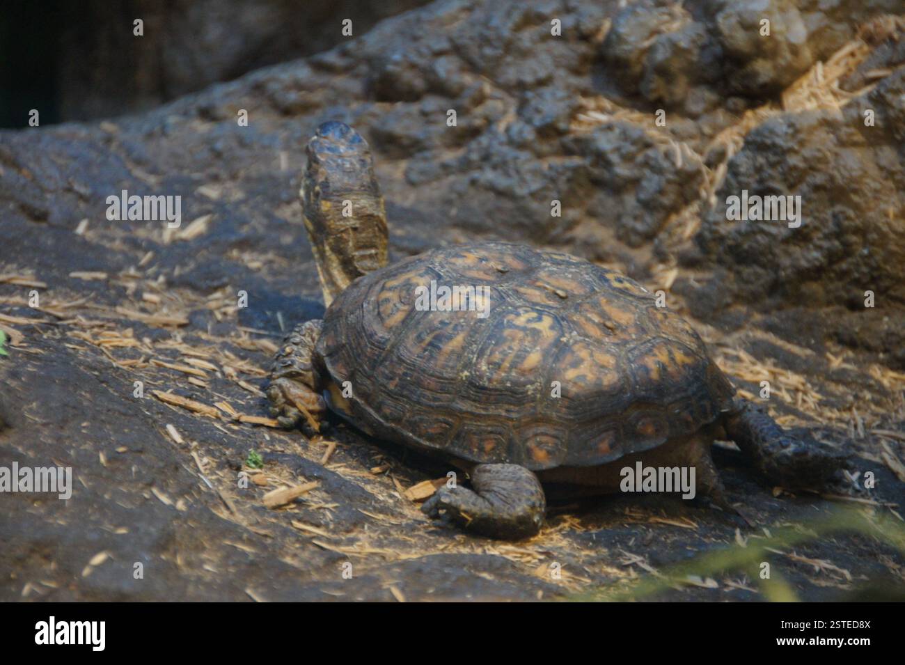 Boston: Box turtle basking on a rock. Scutes are dark brown with yellow ...