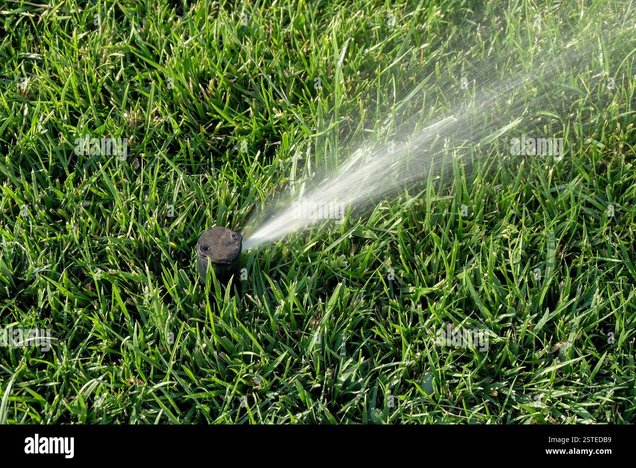 Sprinkler system working on fresh green grass. Automatic sprinklers ...