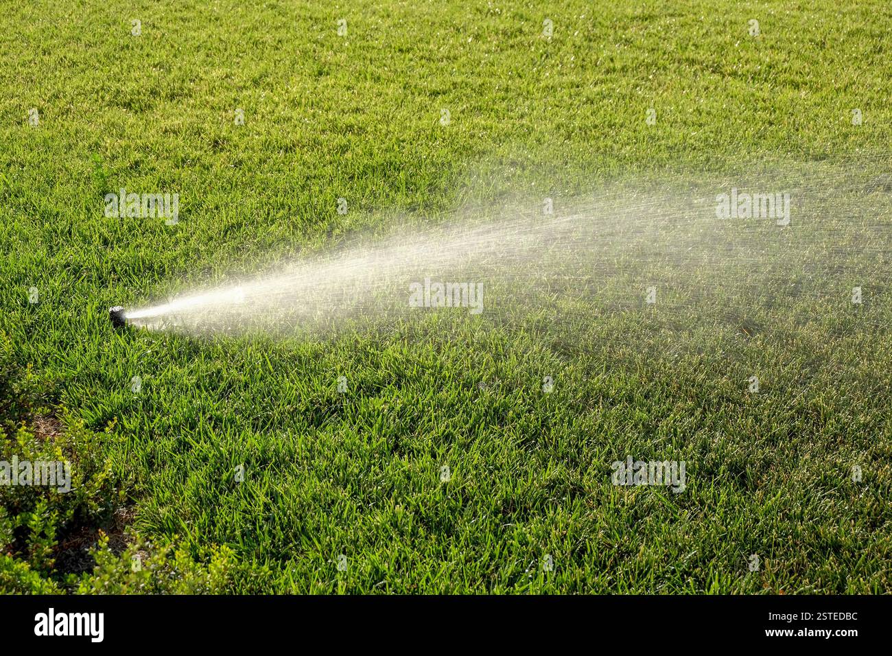 Sprinkler watering new lawn sprinkler working on fresh green grass hi ...