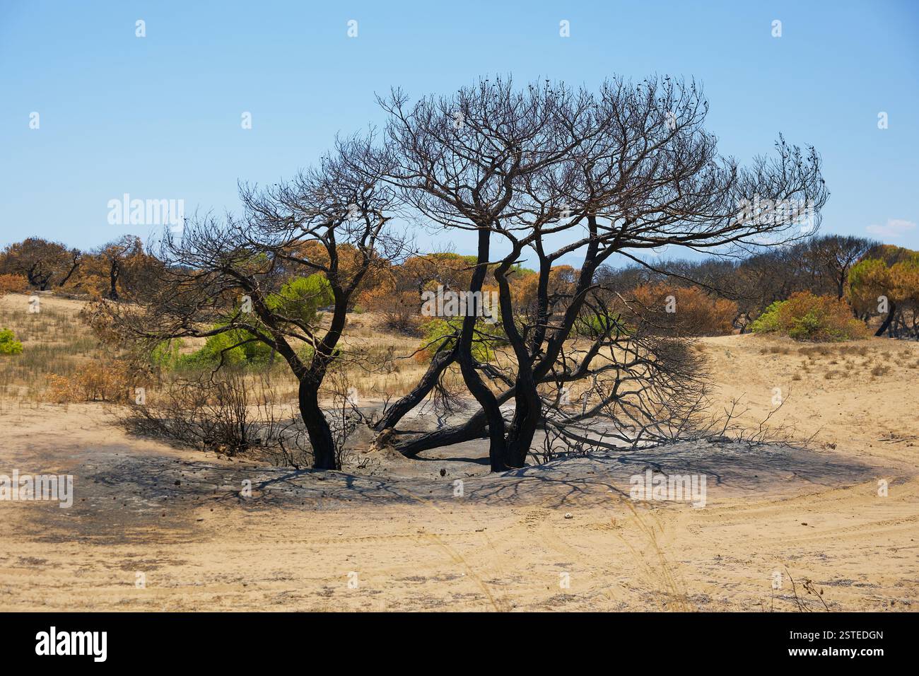 A wildfire-ravaged landscape near Antalya, Turkey, with blackened trees ...