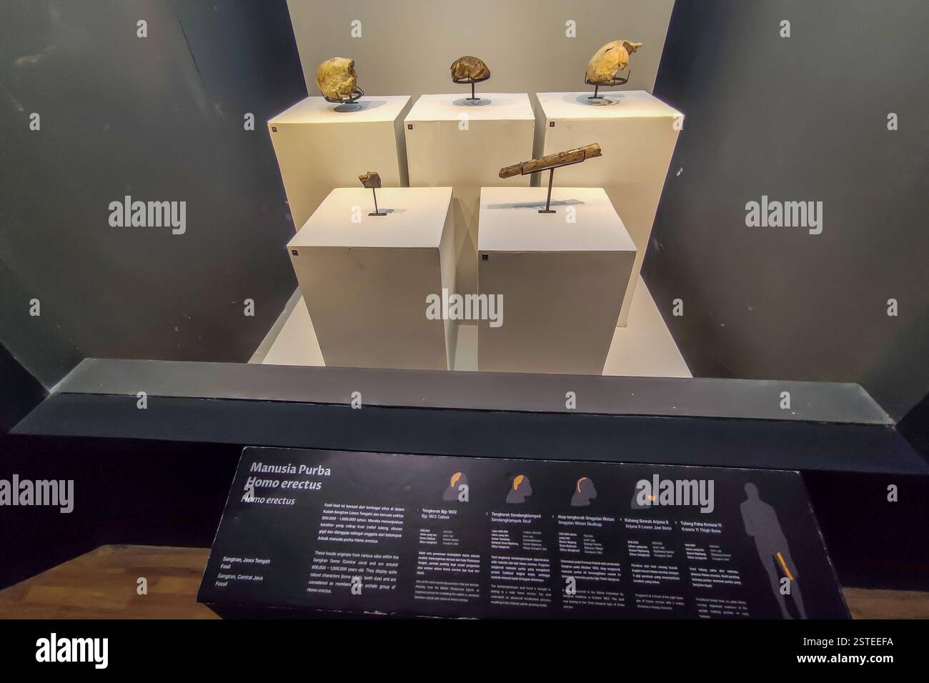 Jakarta, February 08, 2025: Exhibit of Fossilized Homo Erectus Remains ...