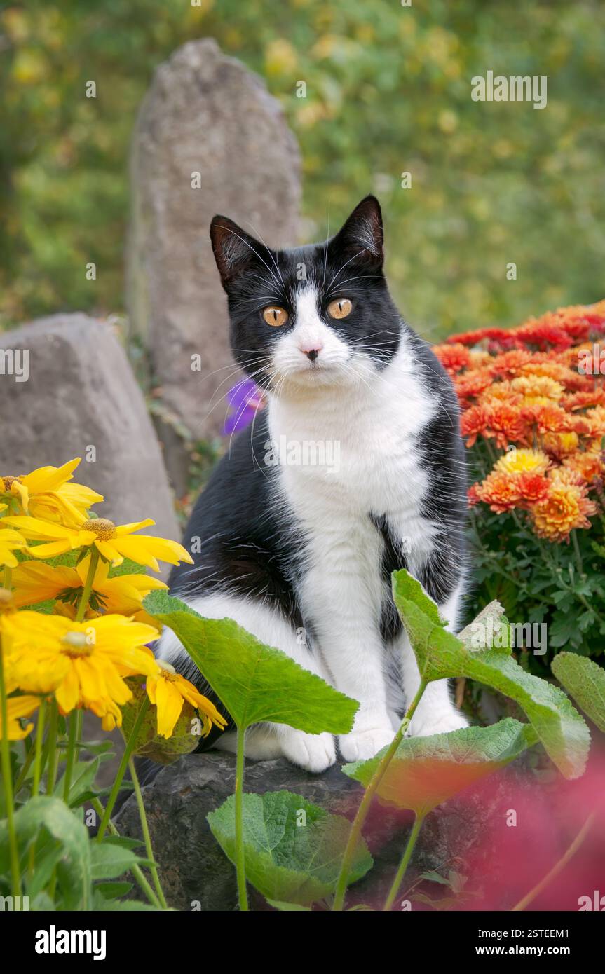 Adorable cat, tuxedo pattern black and white bicolor, European ...