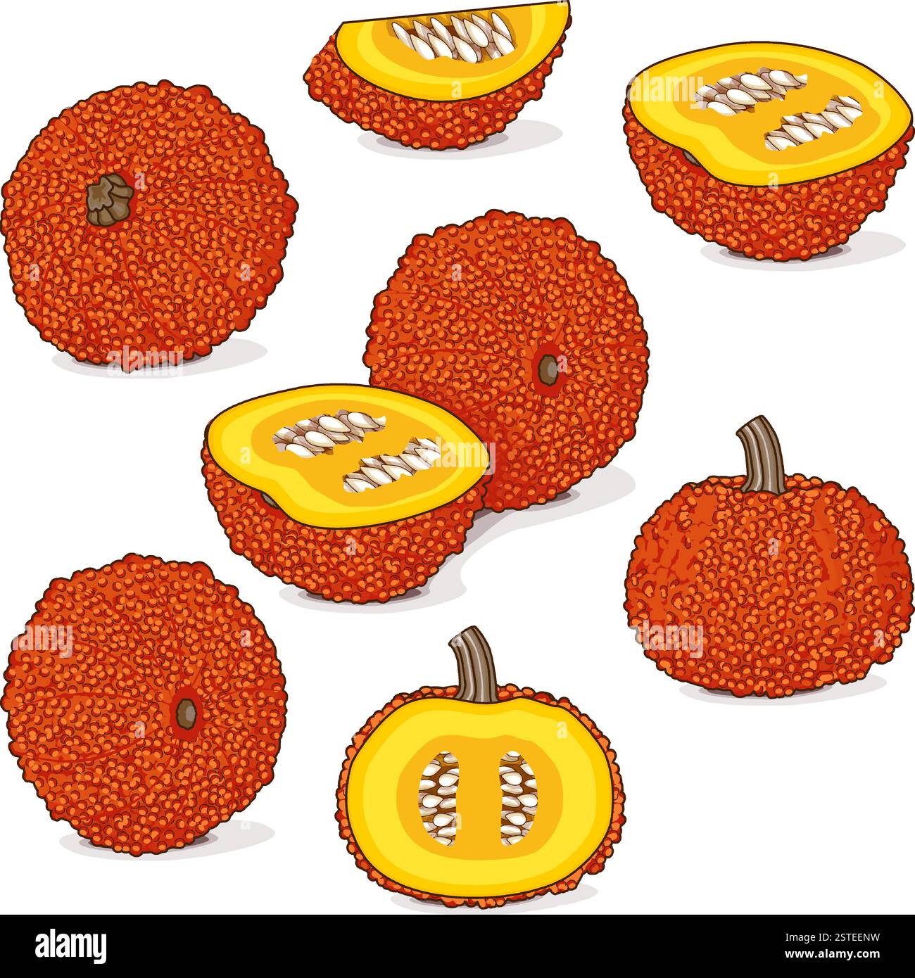 Set of Red Warty Thing Pumpkin. Winter squash. Cucurbita maxima ...