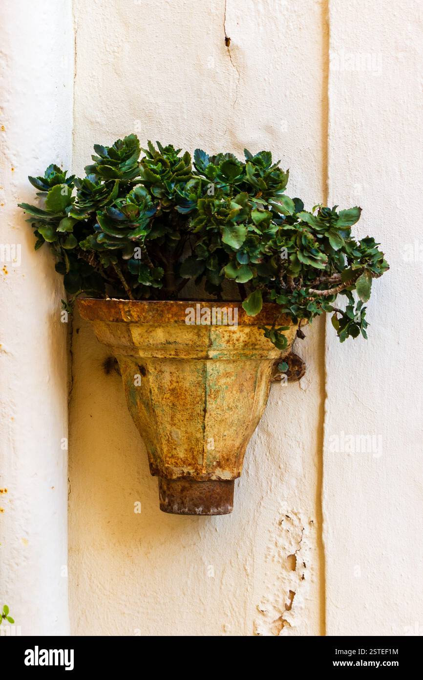 Rustic Wall Planter with Lush Green Succulent Plant Against Textured ...