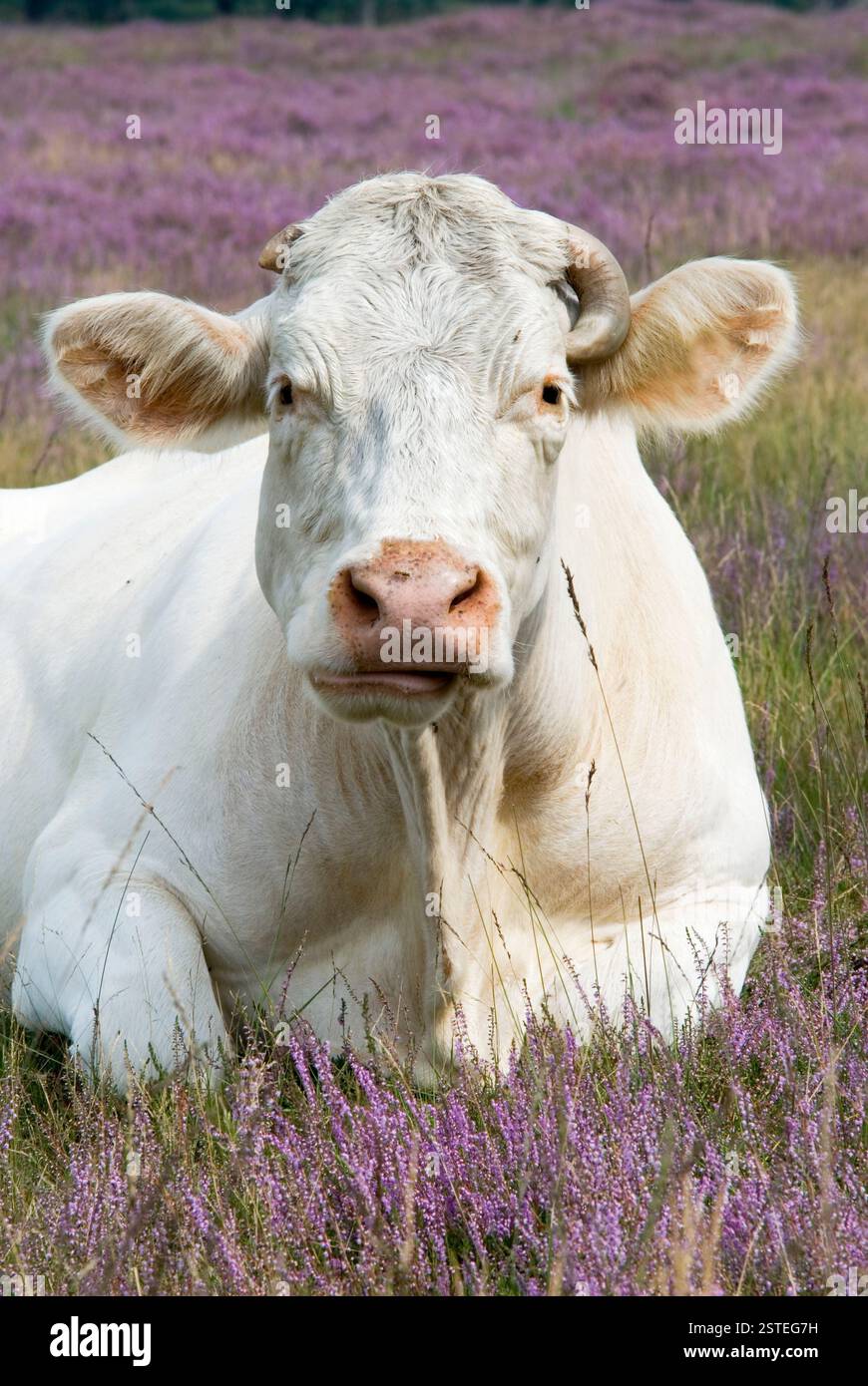 Purple cow hi-res stock photography and images - Alamy