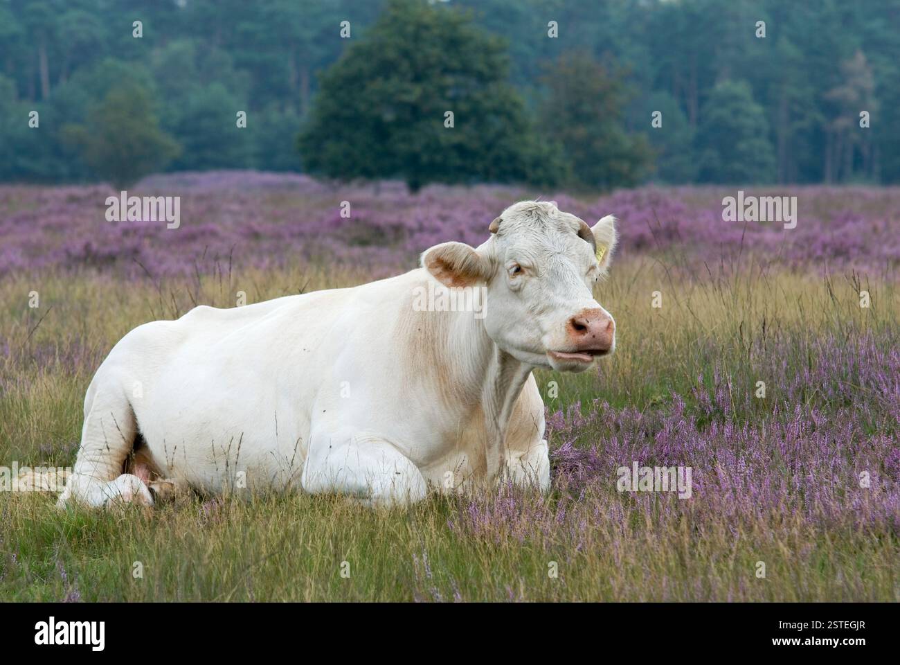 Reclamation landscape hi-res stock photography and images - Alamy