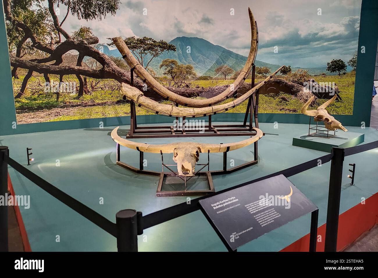 Jakarta, February 08, 2025: Exhibit Featuring Prehistoric Mammoth Tusks ...