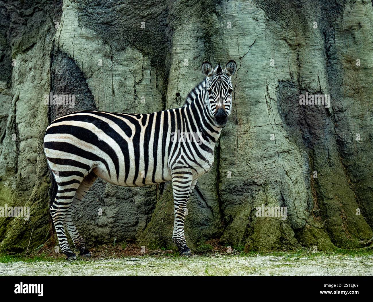 Zebra (Equus quagga) portrait Stock Photo - Alamy