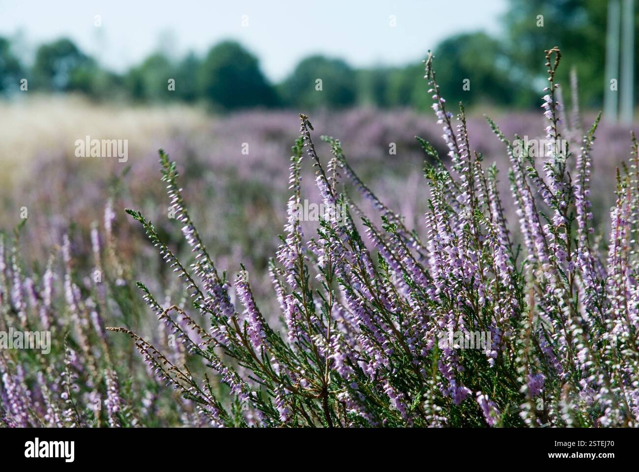 Heath fields hi-res stock photography and images - Alamy