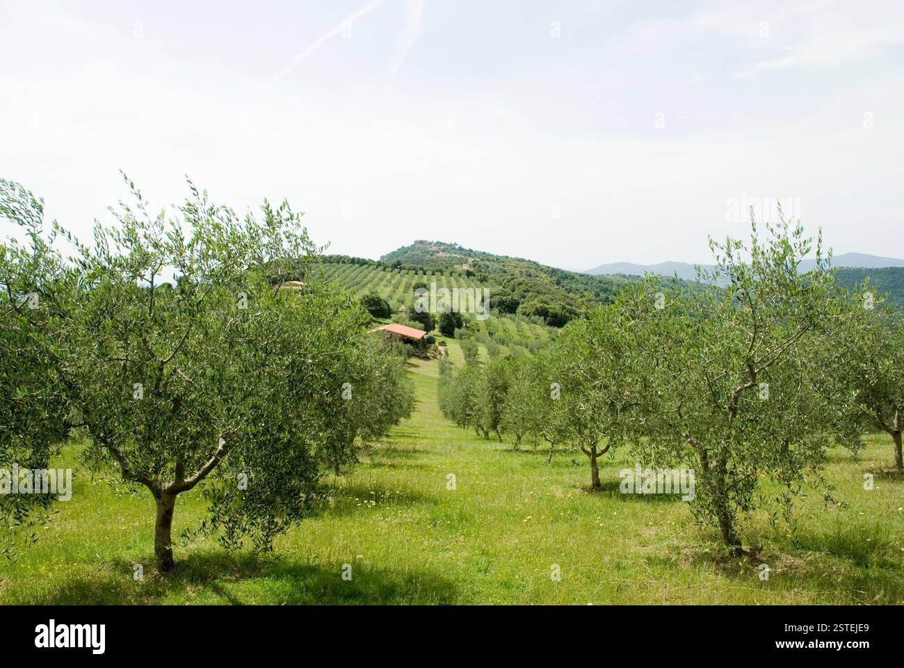 Italian Olive orchard Stock Photo - Alamy