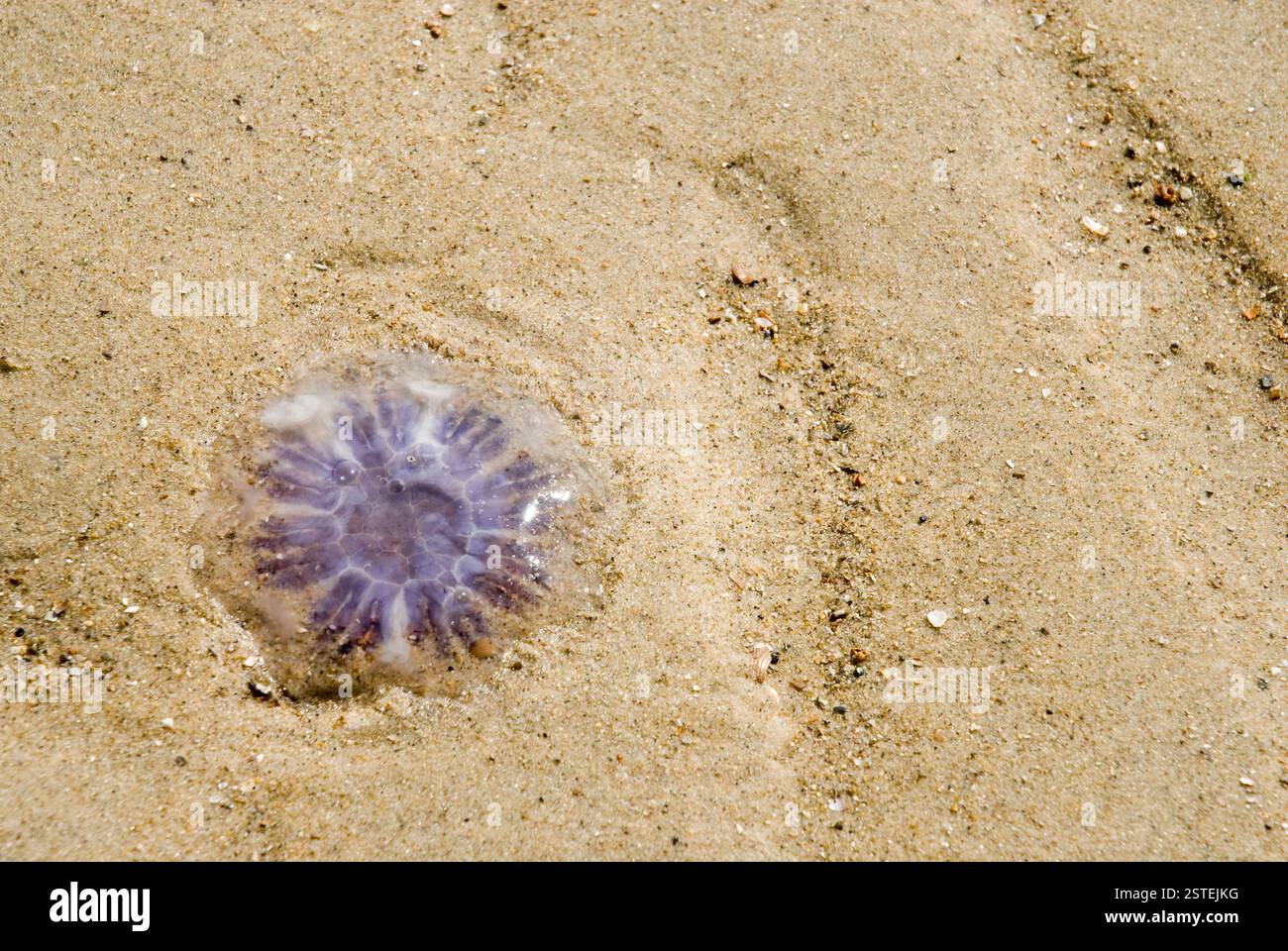 Dry jelly hi-res stock photography and images - Alamy