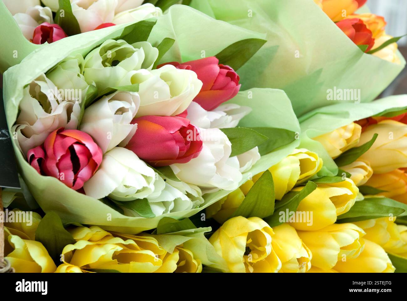 Colored tulips from Holland Stock Photo - Alamy