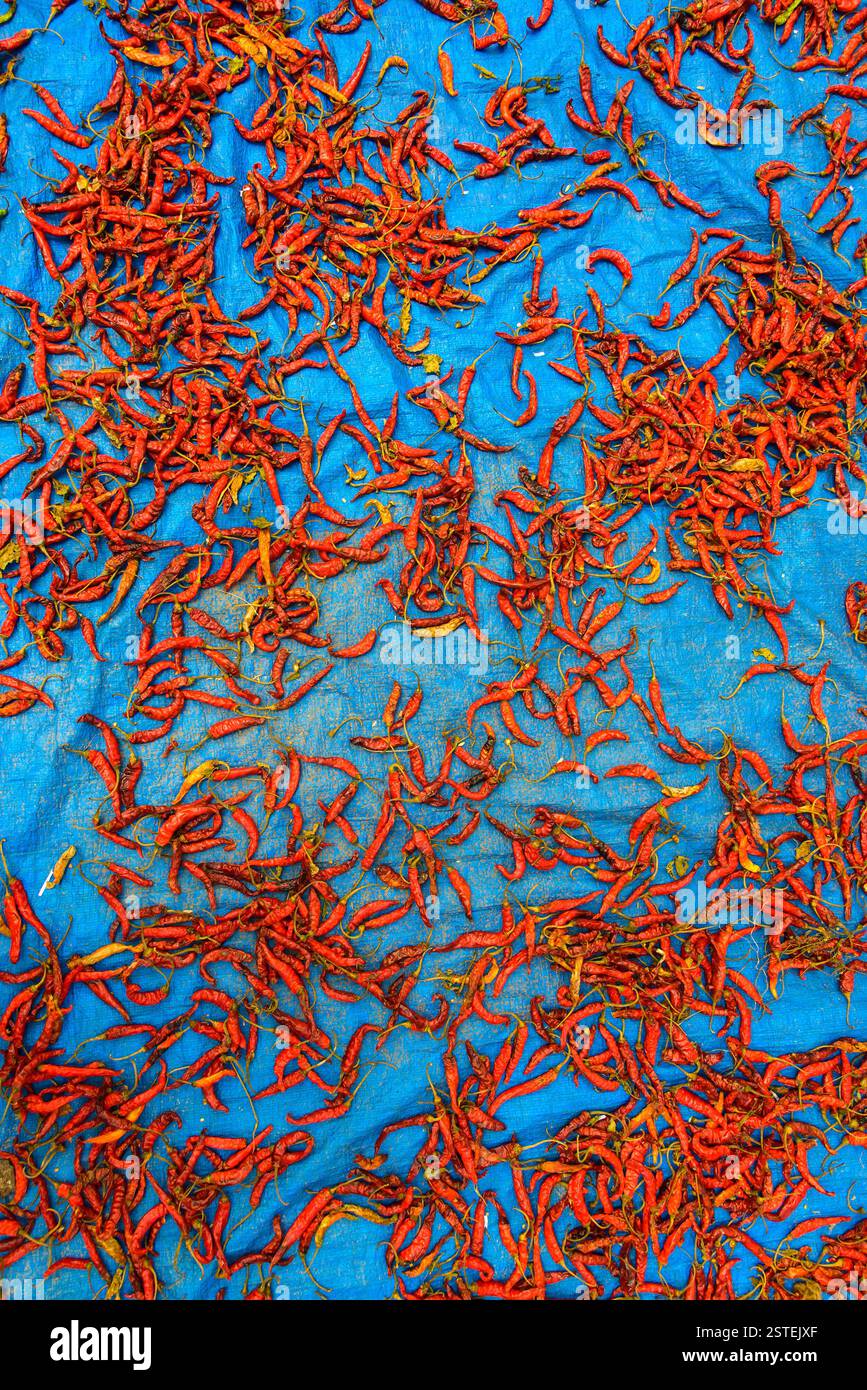 Red chillis drying Stock Photo - Alamy
