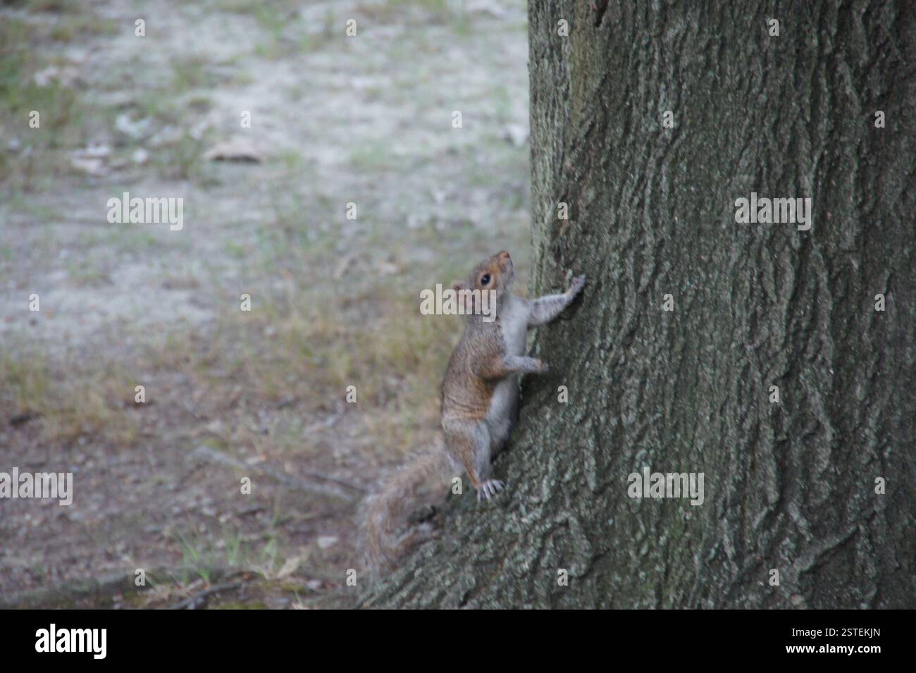 Squirrel climbing a tree in Boston. Furry gray body with bushy tail ...