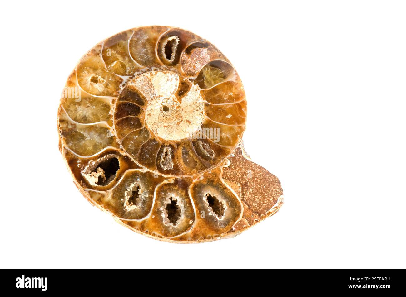 ammonites fossil from the very old jurrassic period Stock Photo - Alamy