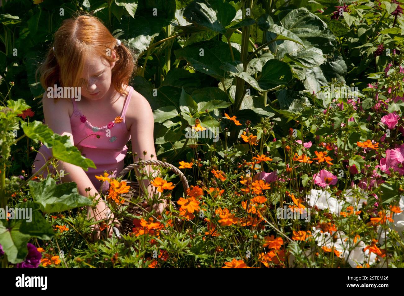 Plucking an hi-res stock photography and images - Alamy