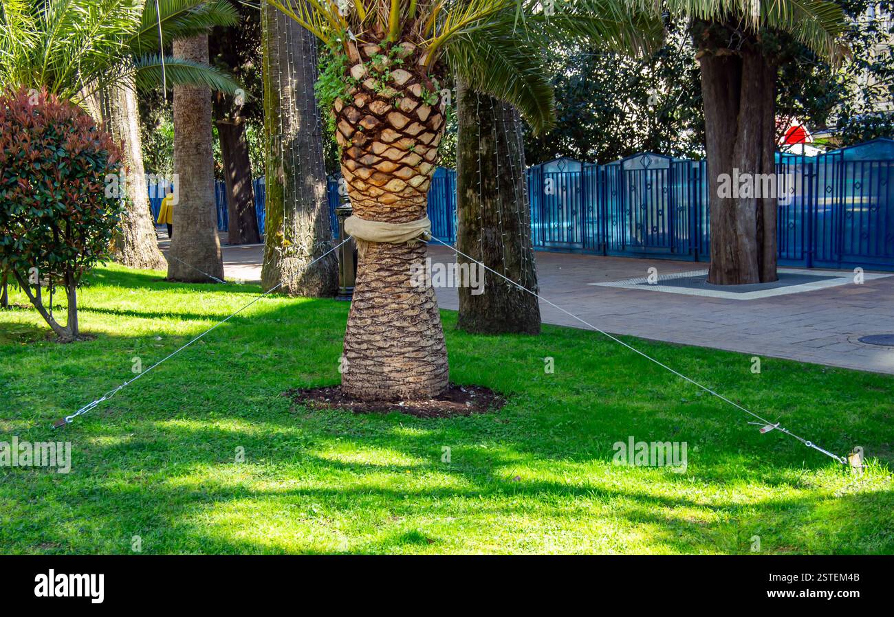 Sochi, Russia - March 25, 2024: An example of cabling - strengthening ...