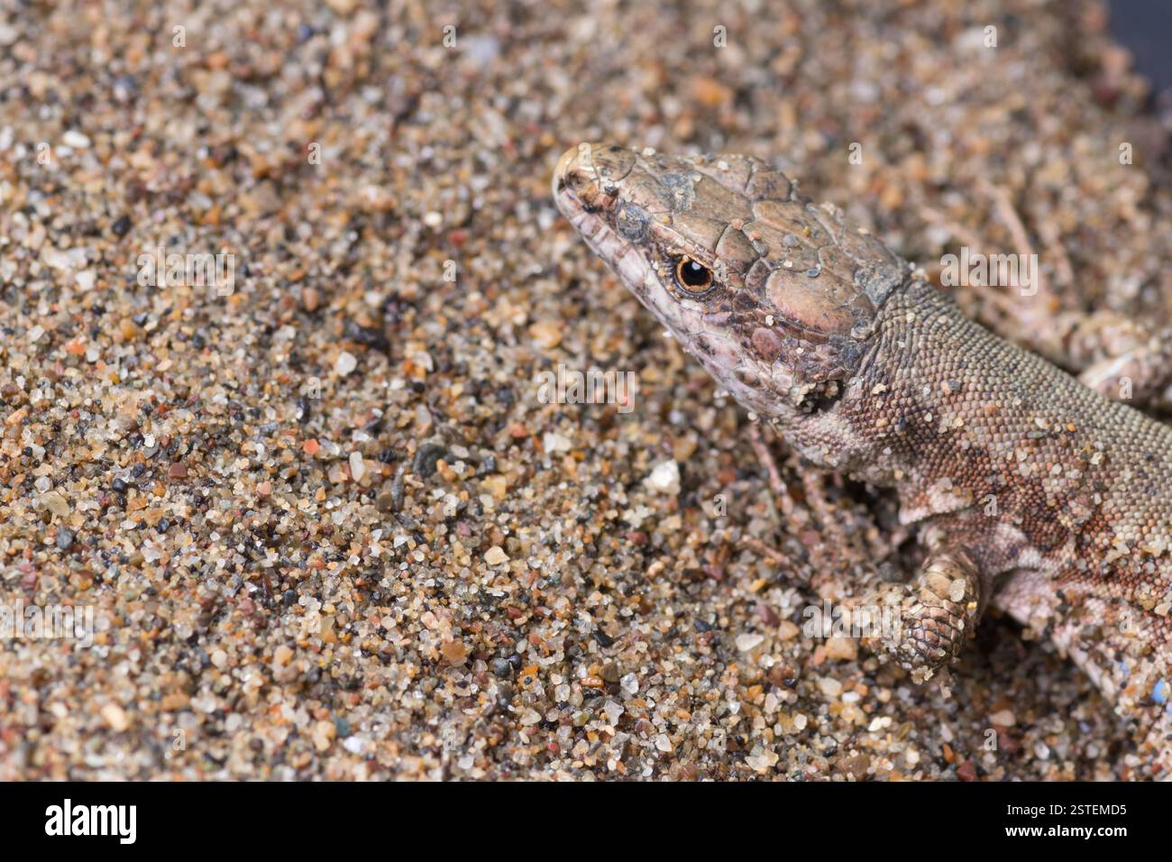 A close-up photograph of a lizard resting on sand, showcasing its ...