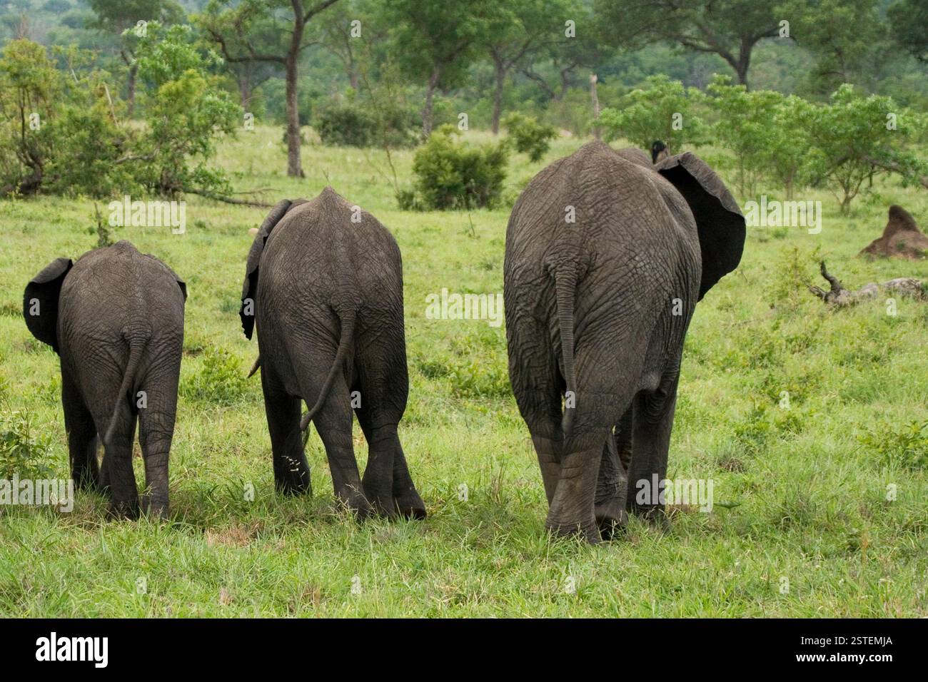 Big bigger biggest Stock Photo - Alamy