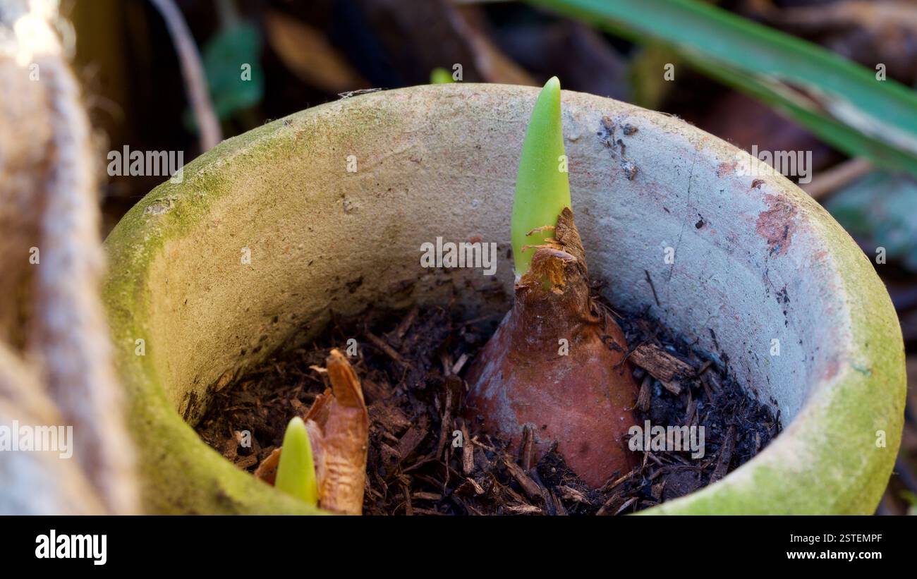Tulip tips in a terra-cotta flower pot in the garden Stock Photo - Alamy