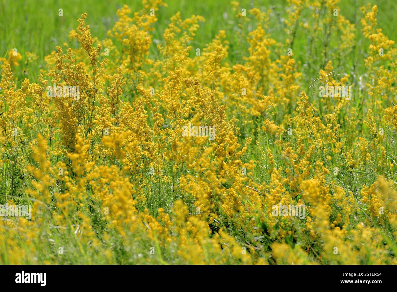 Bedstraw is a genus of annual, biennial and perennial herbaceous plants ...