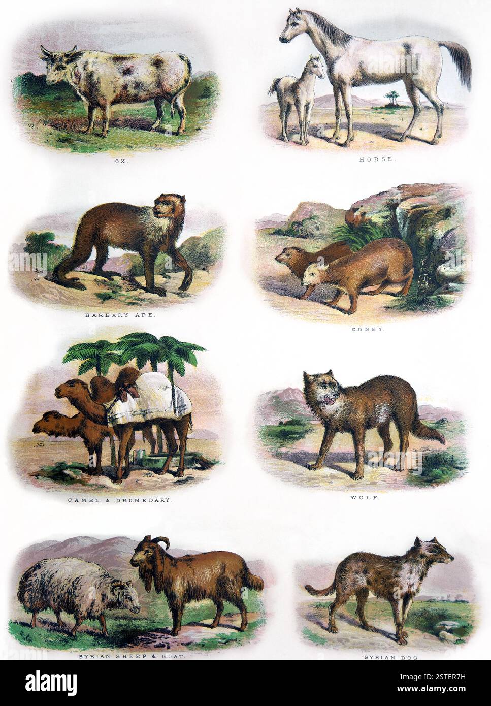 A Page of Biblical Natural History depicting Animals from Biblical ...