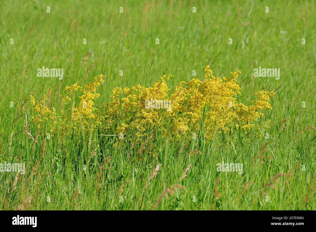 Bedstraw is a genus of annual, biennial and perennial herbaceous plants ...