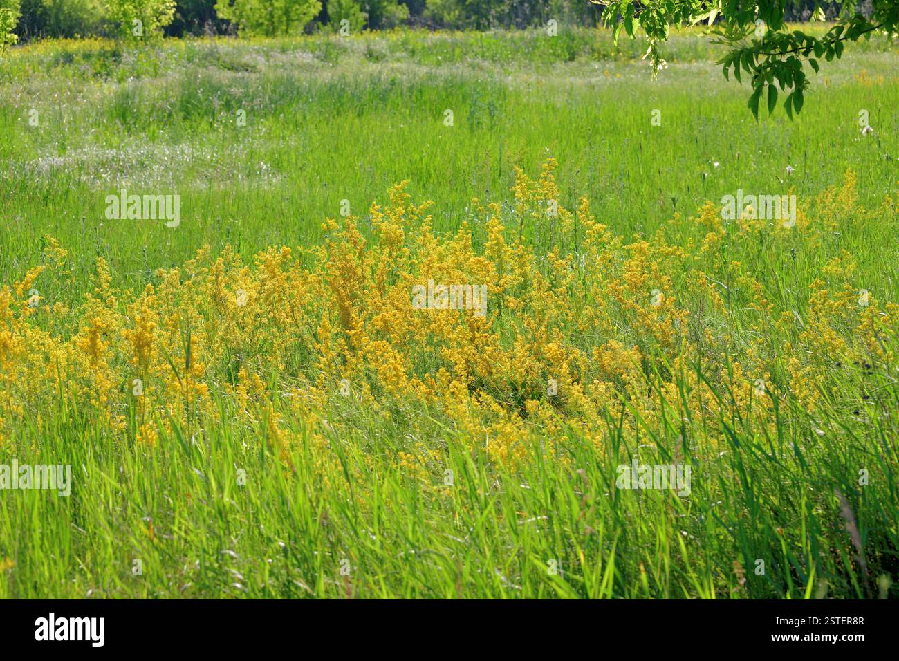 Bedstraw is a genus of annual, biennial and perennial herbaceous plants ...