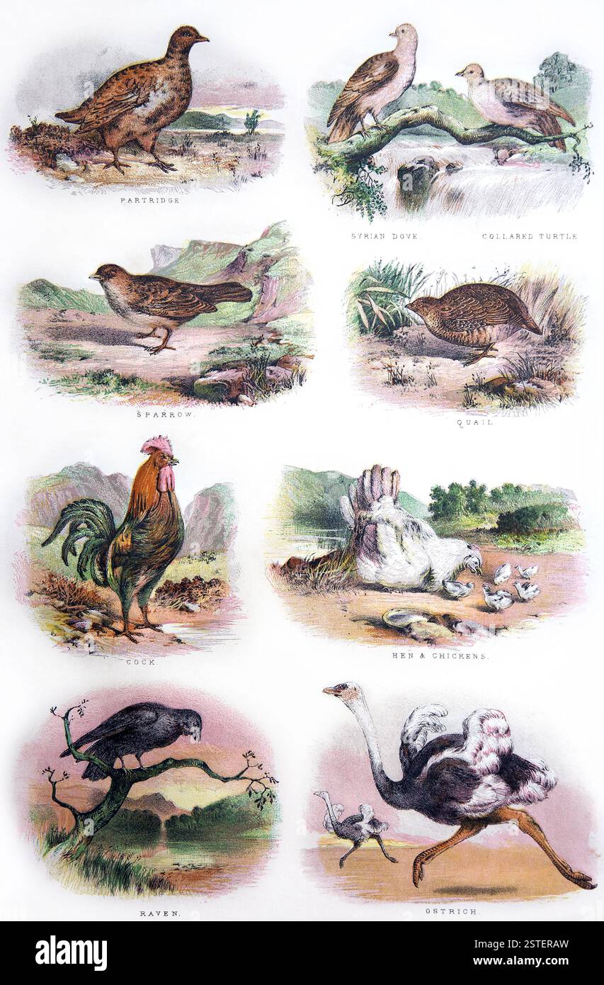 A Page of Natural History depicting birds - Partridge, Syrian Dove ...