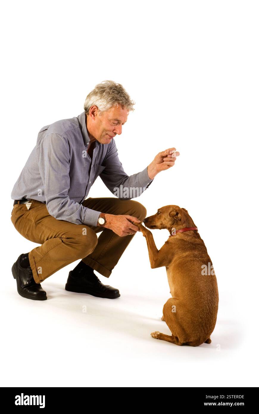 Dog obedience practice hi-res stock photography and images - Alamy