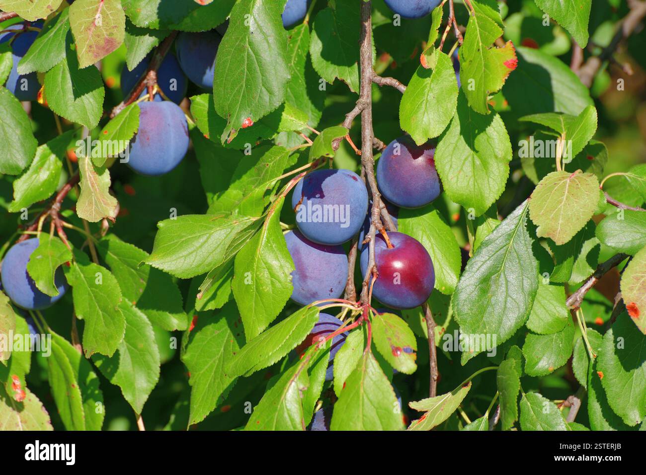 Many ripe plums on branch hi-res stock photography and images - Alamy
