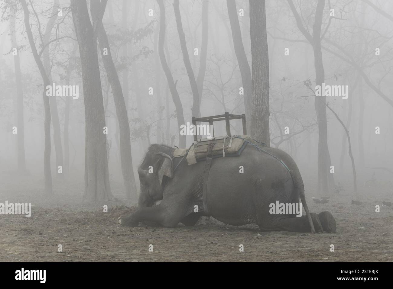 Domesticated elephant lying down Stock Photo - Alamy