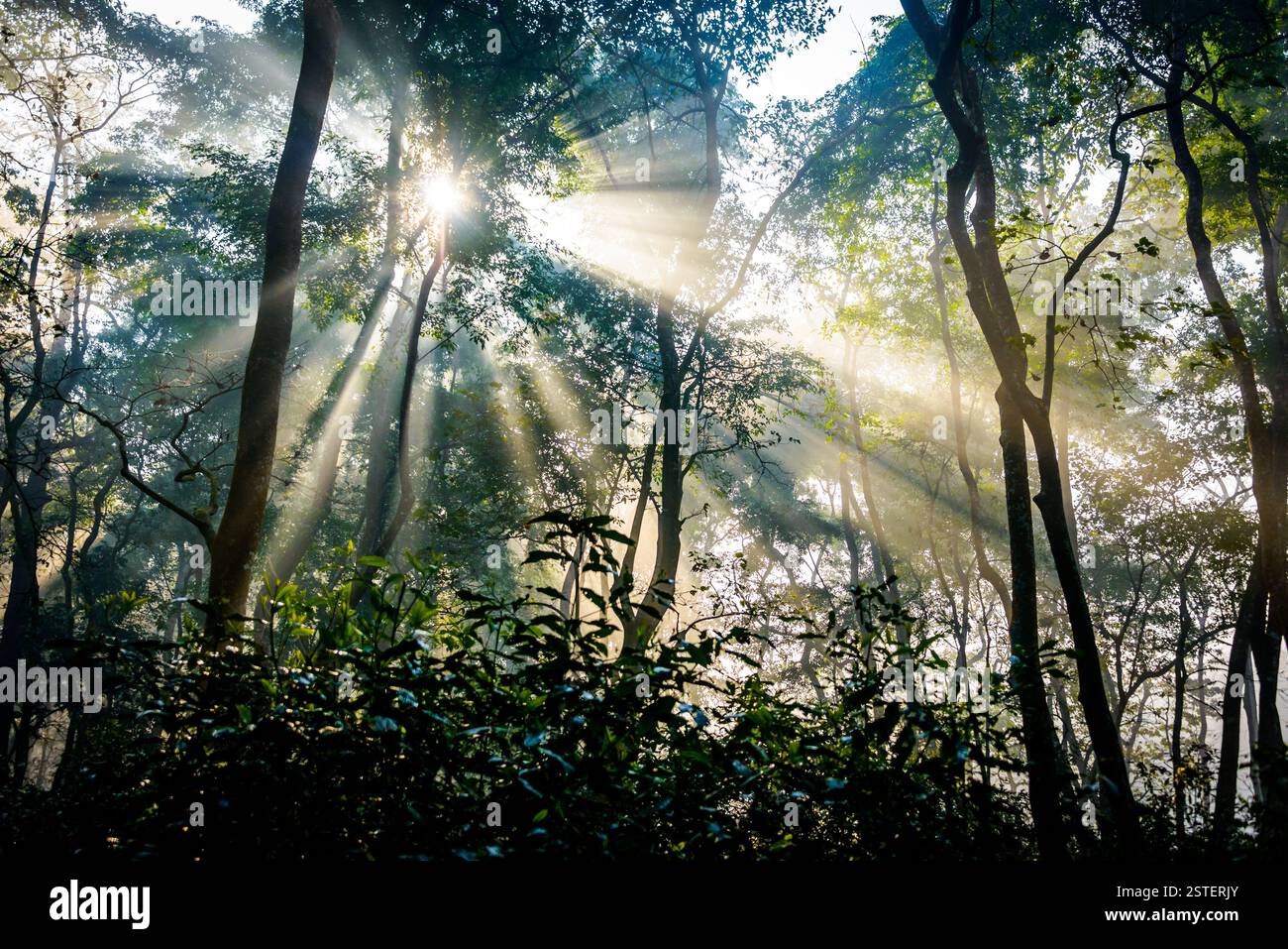 Sunrays passing through trees Stock Photo - Alamy