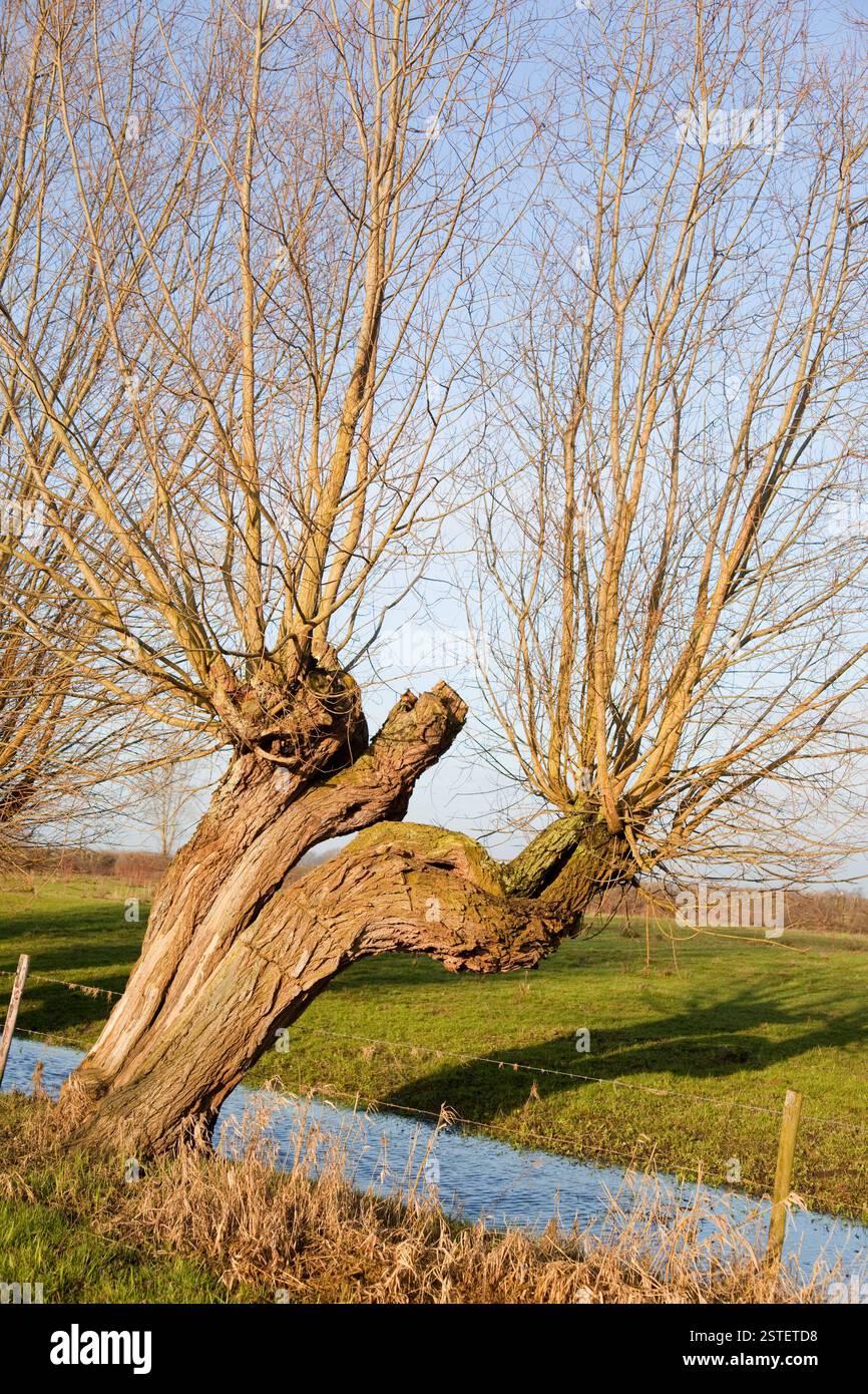 Knotted willows in typical Dutch landscape with fields Stock Photo - Alamy