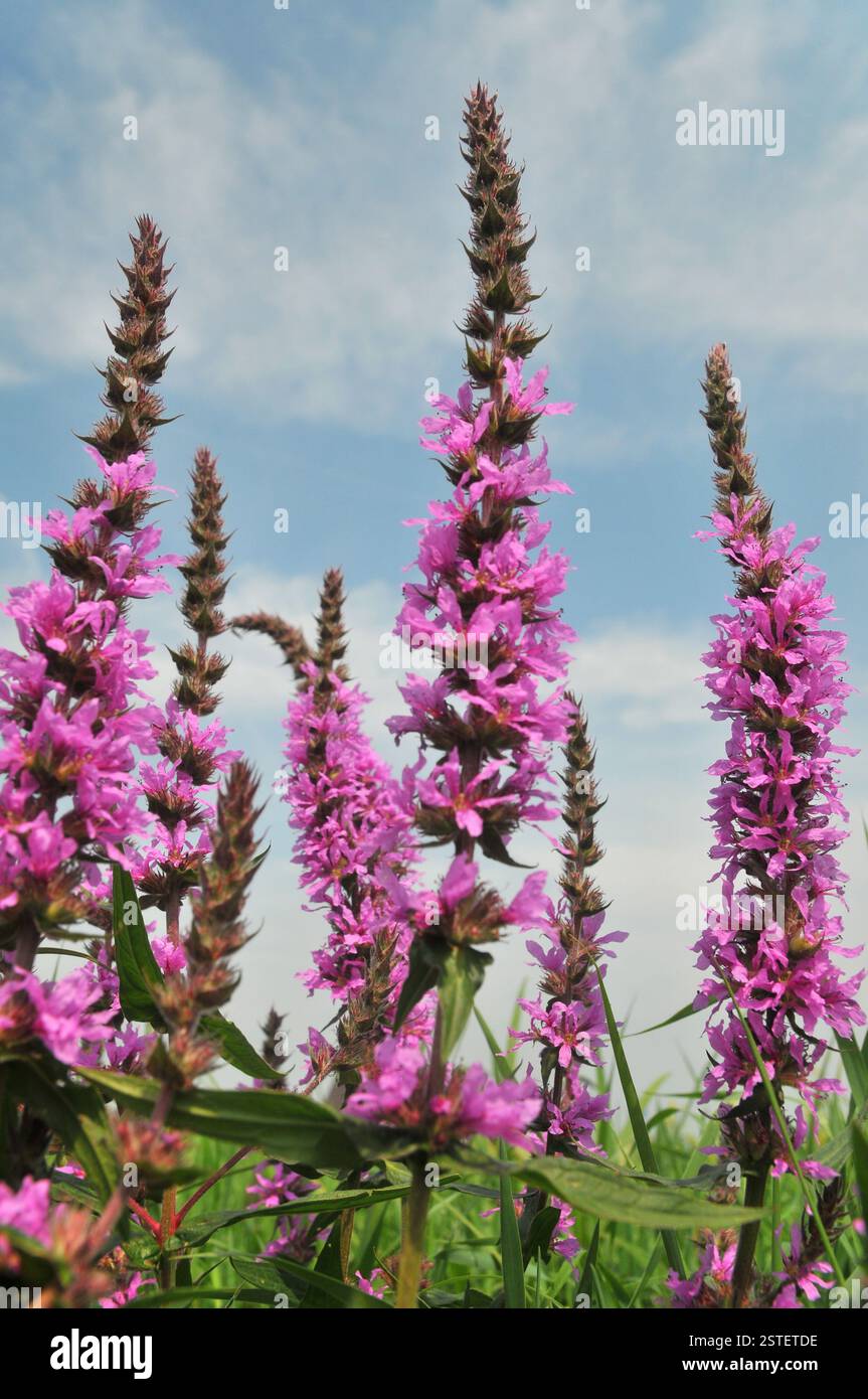 Strife hi-res stock photography and images - Alamy