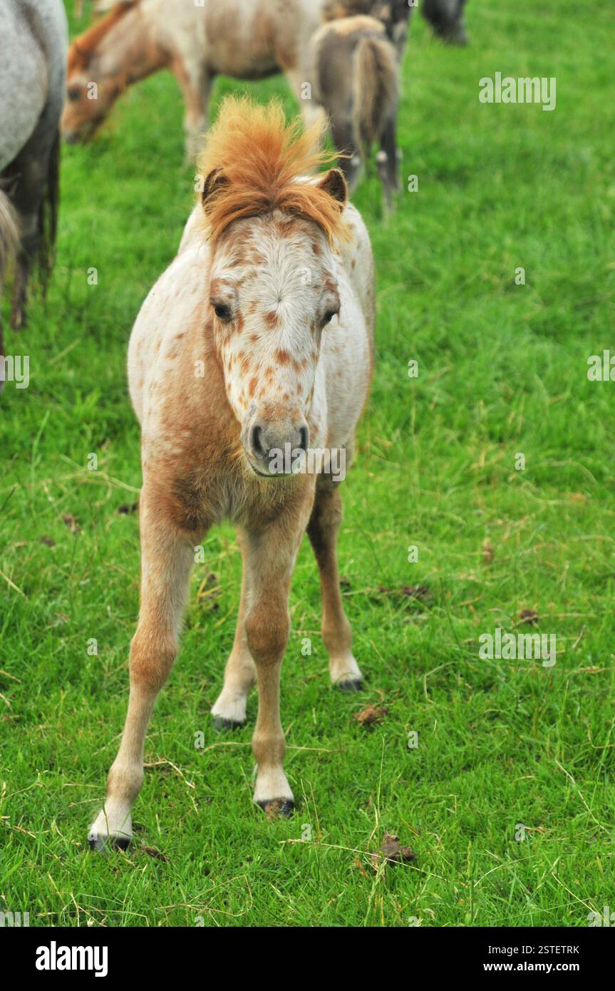 Foal from American Mini horses Stock Photo - Alamy