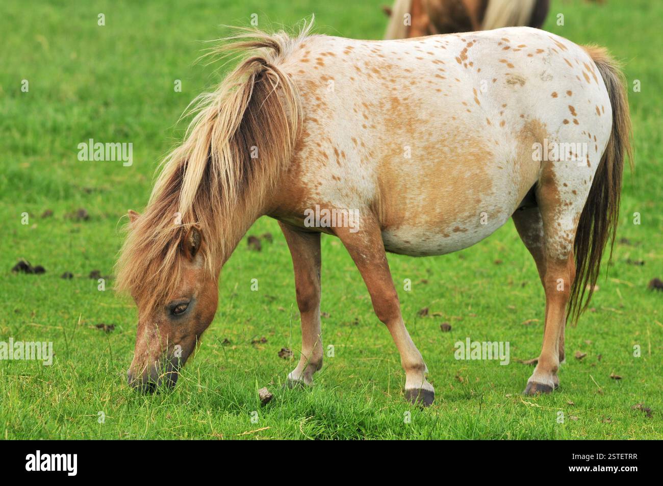 pregnant American mini horse in the grass Stock Photo - Alamy