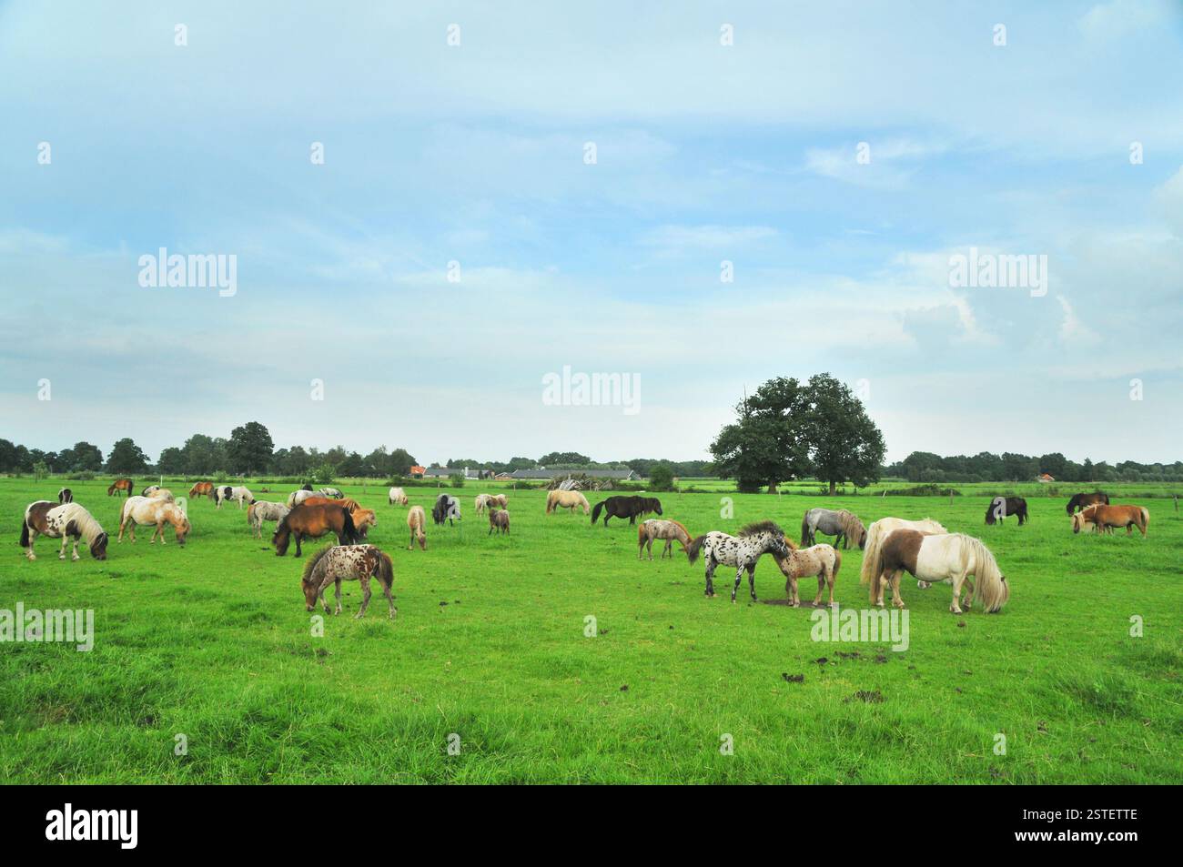 American mini horses Stock Photo - Alamy