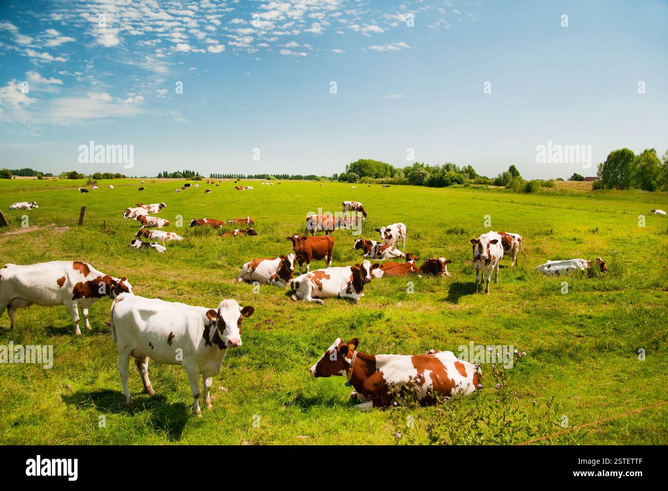 Typical Dutch landscape with cows in the pastures Stock Photo - Alamy