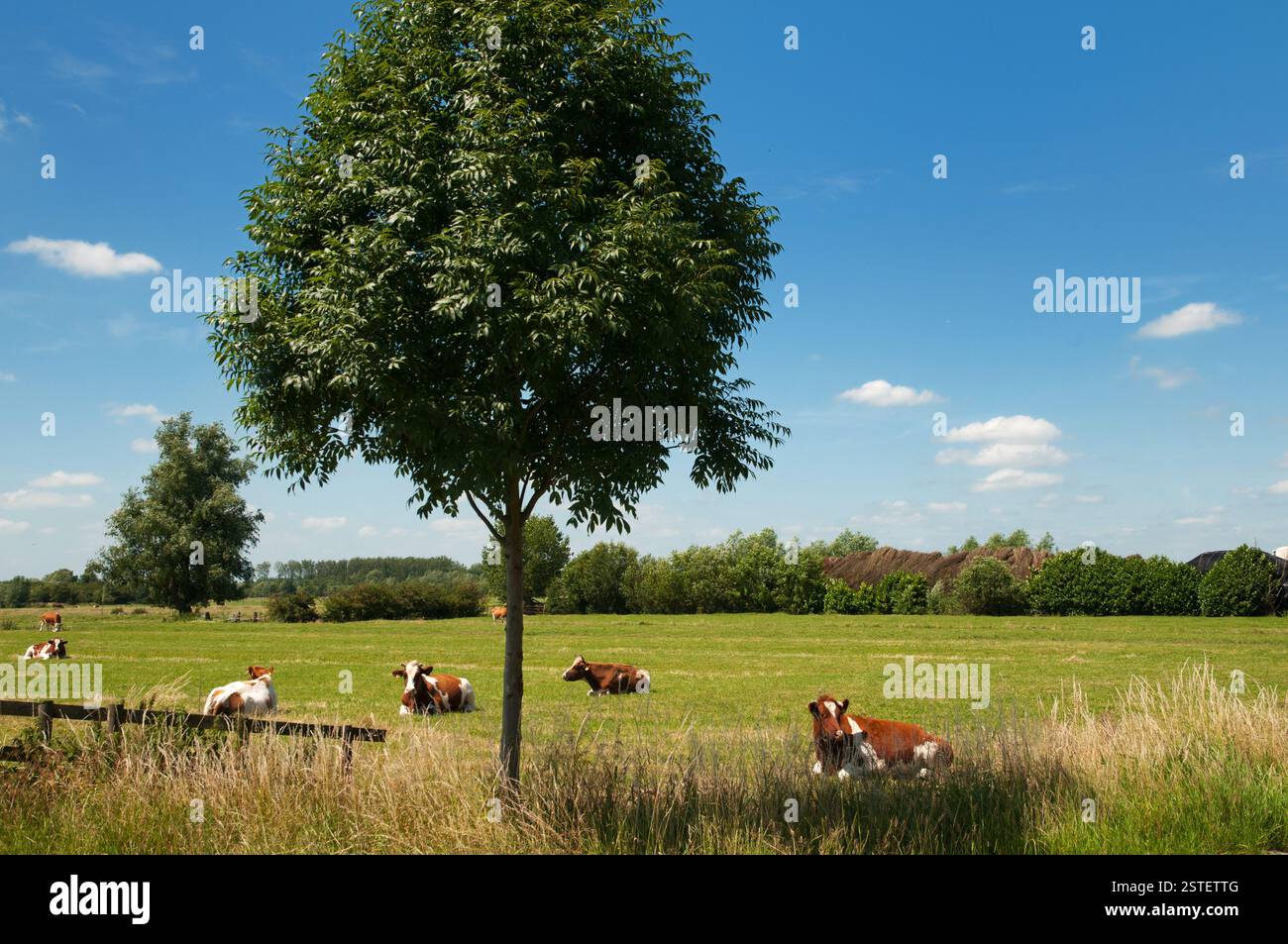 Dutch landscape with pasture and cattle cows Stock Photo - Alamy