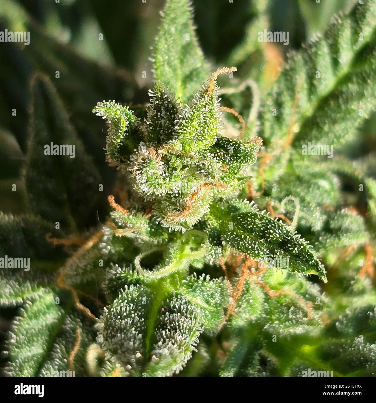 A closeup of flourishing cannabis buds and healthy green leaves ...