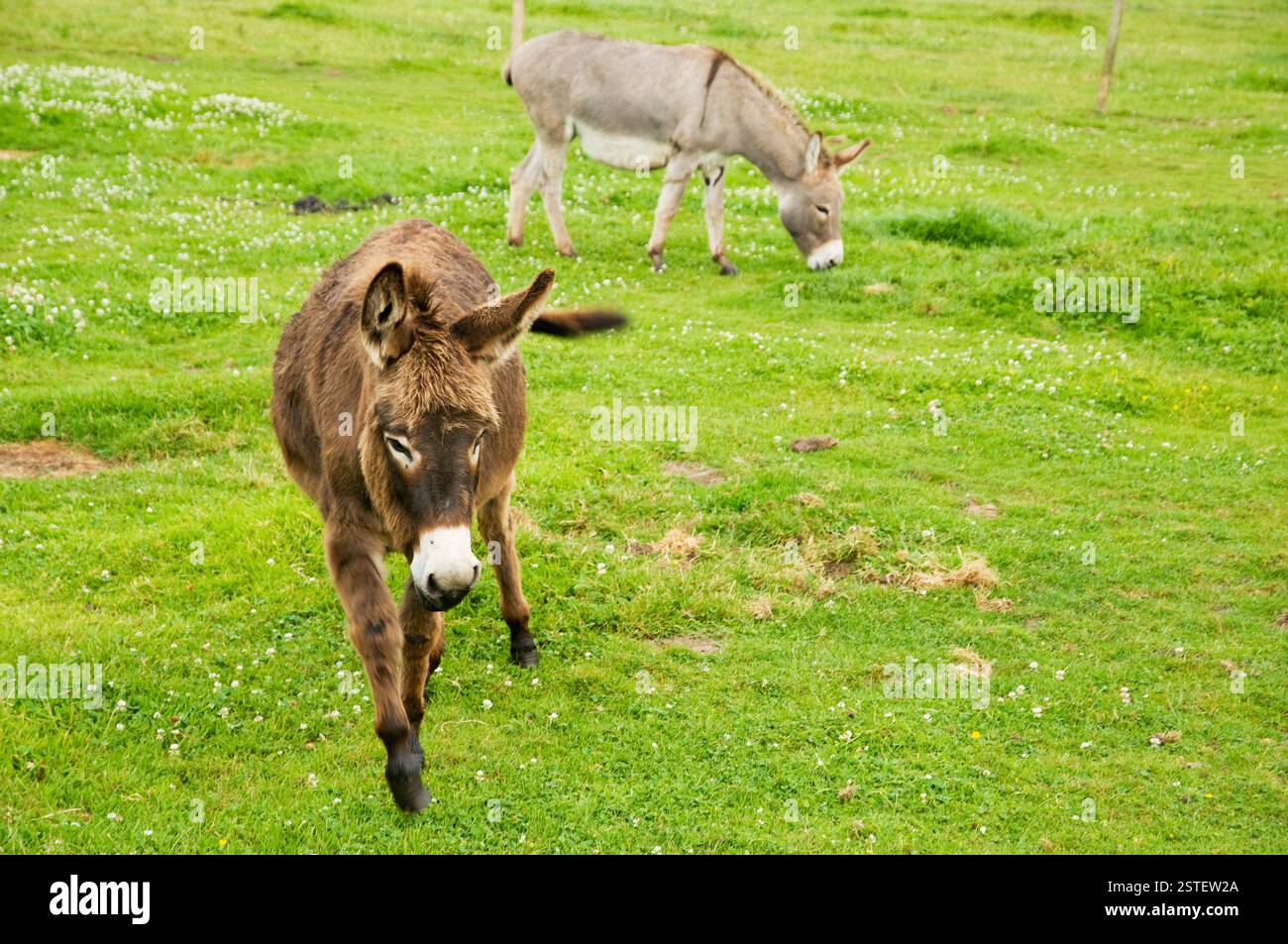 Two donkeys in different colors hi-res stock photography and images - Alamy
