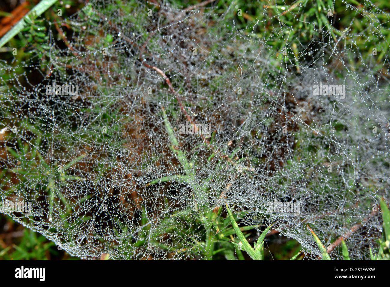 Spider web with condensed water droplets overnight Stock Photo - Alamy