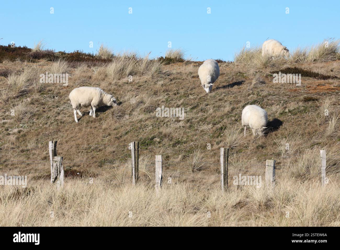 Nordfriesland, Impressionen der Nordseeinsel Sylt im Winter 2025 ...