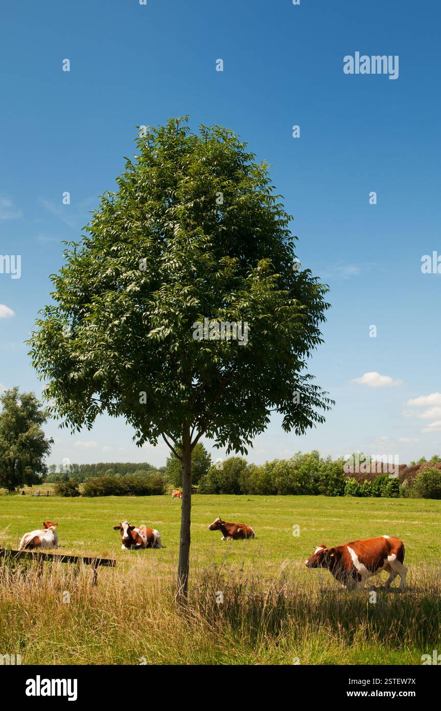 Dutch landscape with pasture and cattle cows hi-res stock photography ...