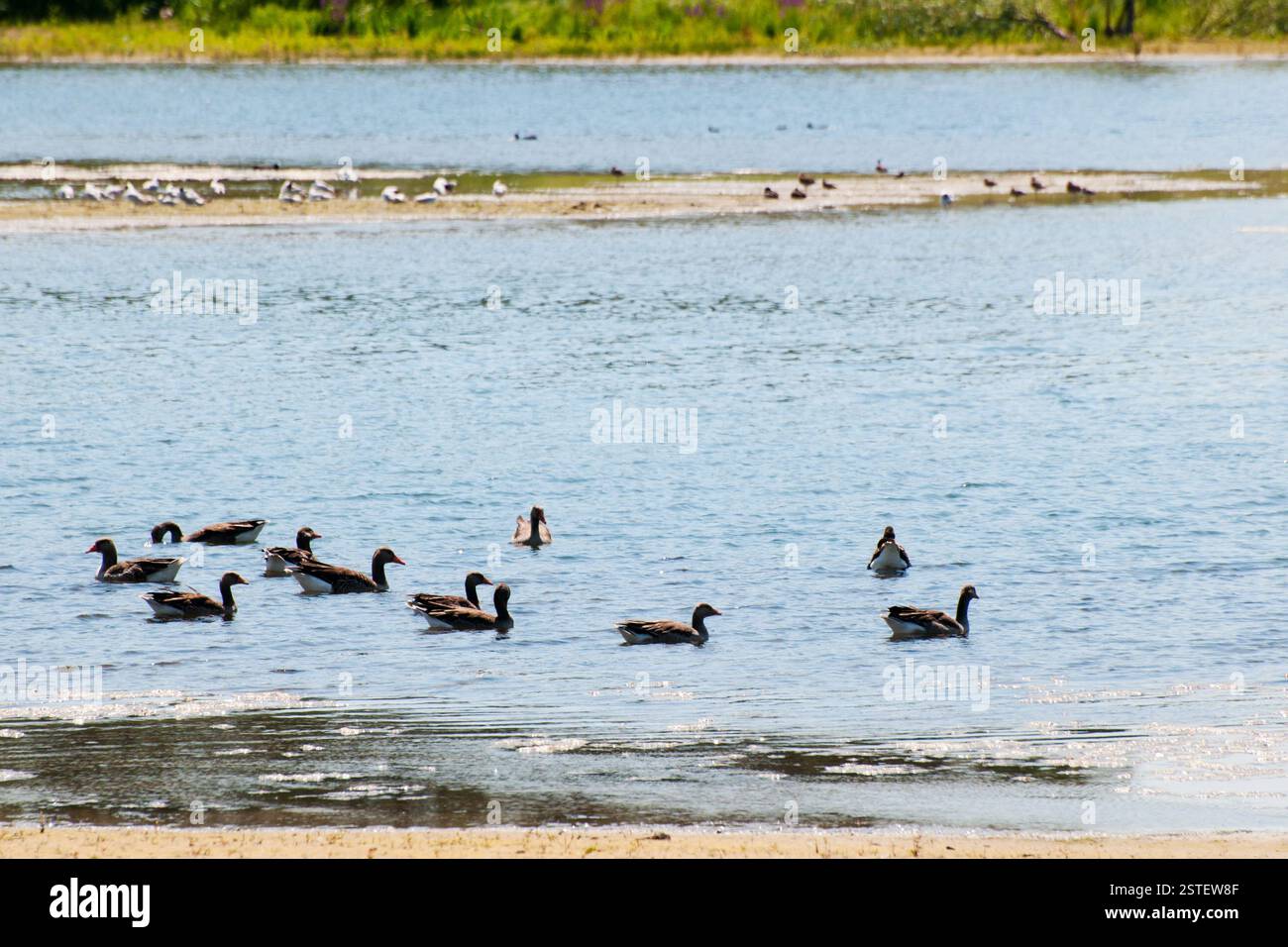 Dutch river The Lek Stock Photo - Alamy