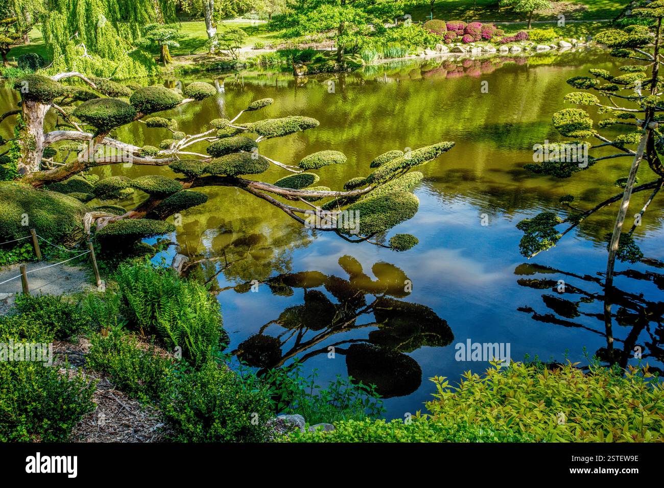 Amazing "clouds" of topiary yew trees (spots of leaves) on pond shores ...