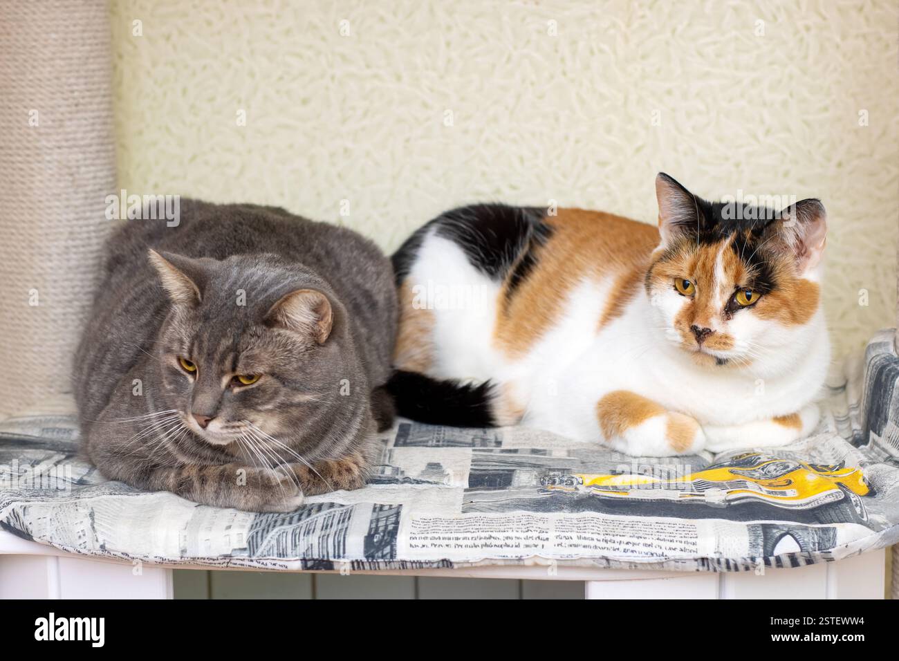 Two adorable cats are peacefully laying next to each other on a ...