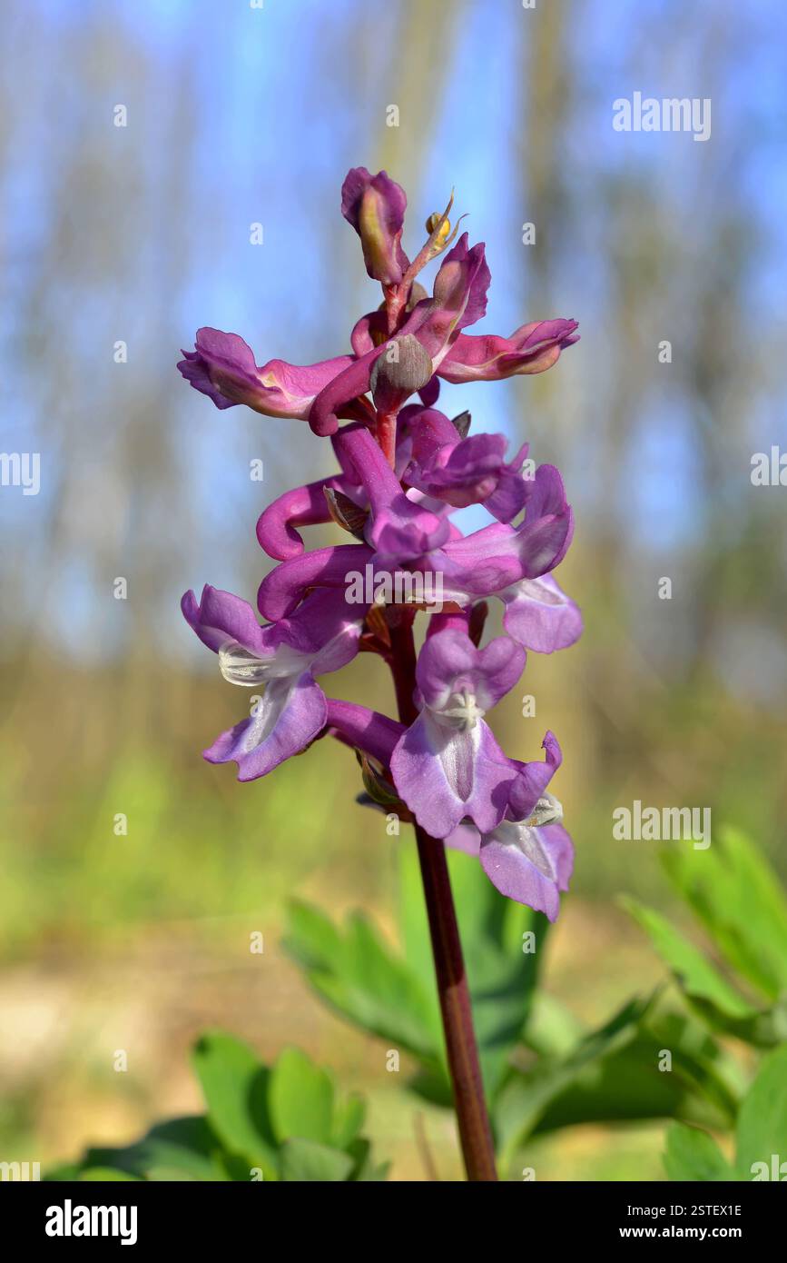 Corydalis cava flower in detail Stock Photo - Alamy